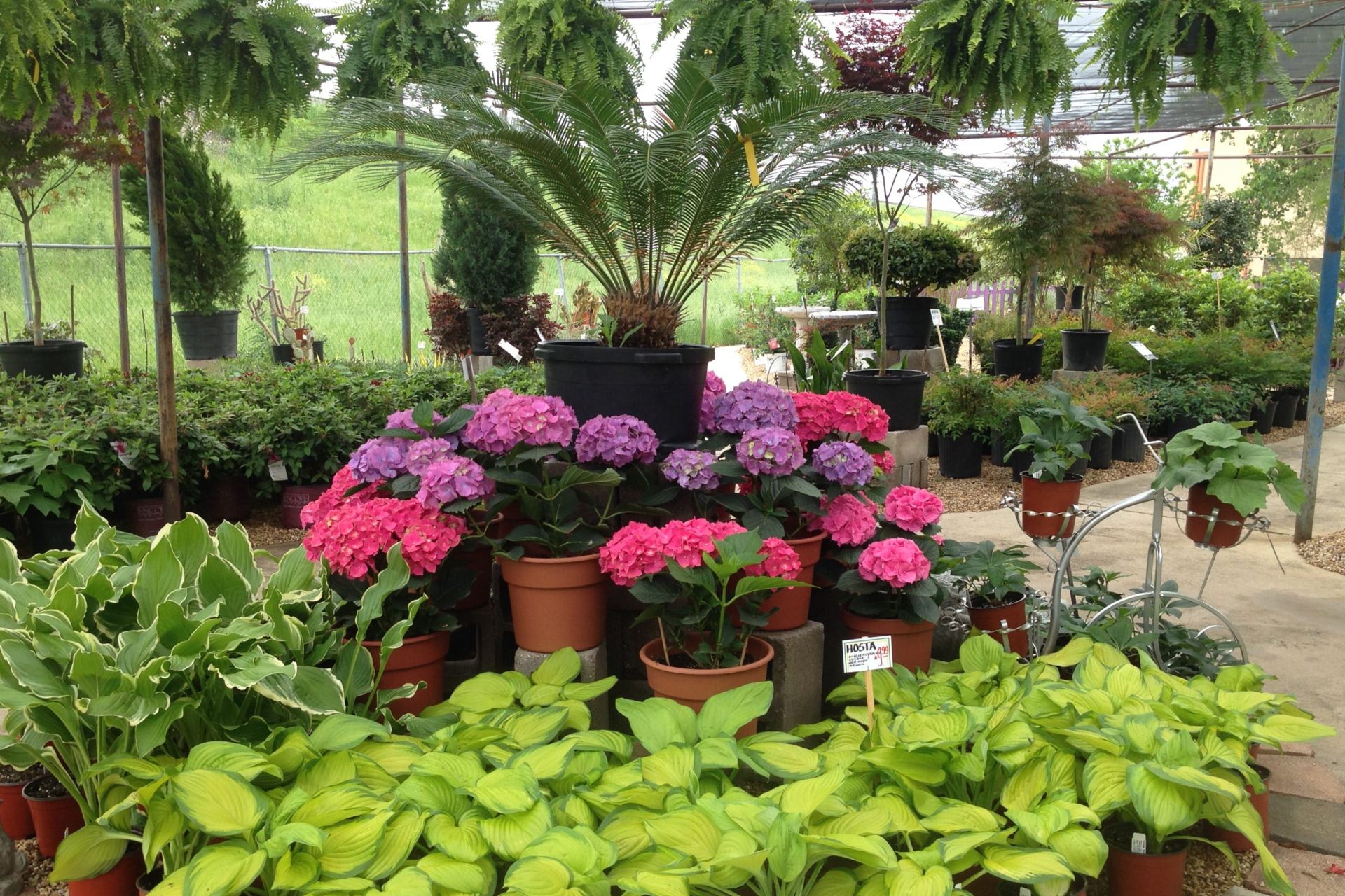 Exterior Foliage - Plants & Planters