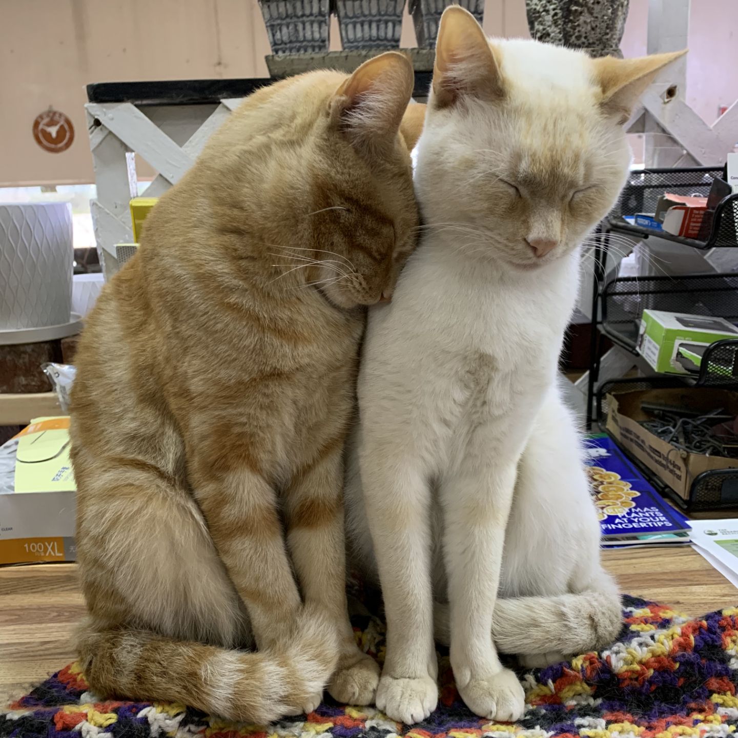 About - Plants & Planters